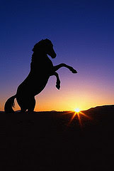 Animaux Animals: horse rearing up in sunset